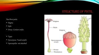 Sexual reproduction in flowering plants | PPT