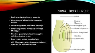 Sexual reproduction in flowering plants | PPT
