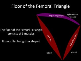 lrfemoraltriangle-160318102233.pdf