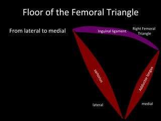lrfemoraltriangle-160318102233.pdf