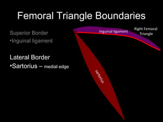lrfemoraltriangle-160318102233.pdf