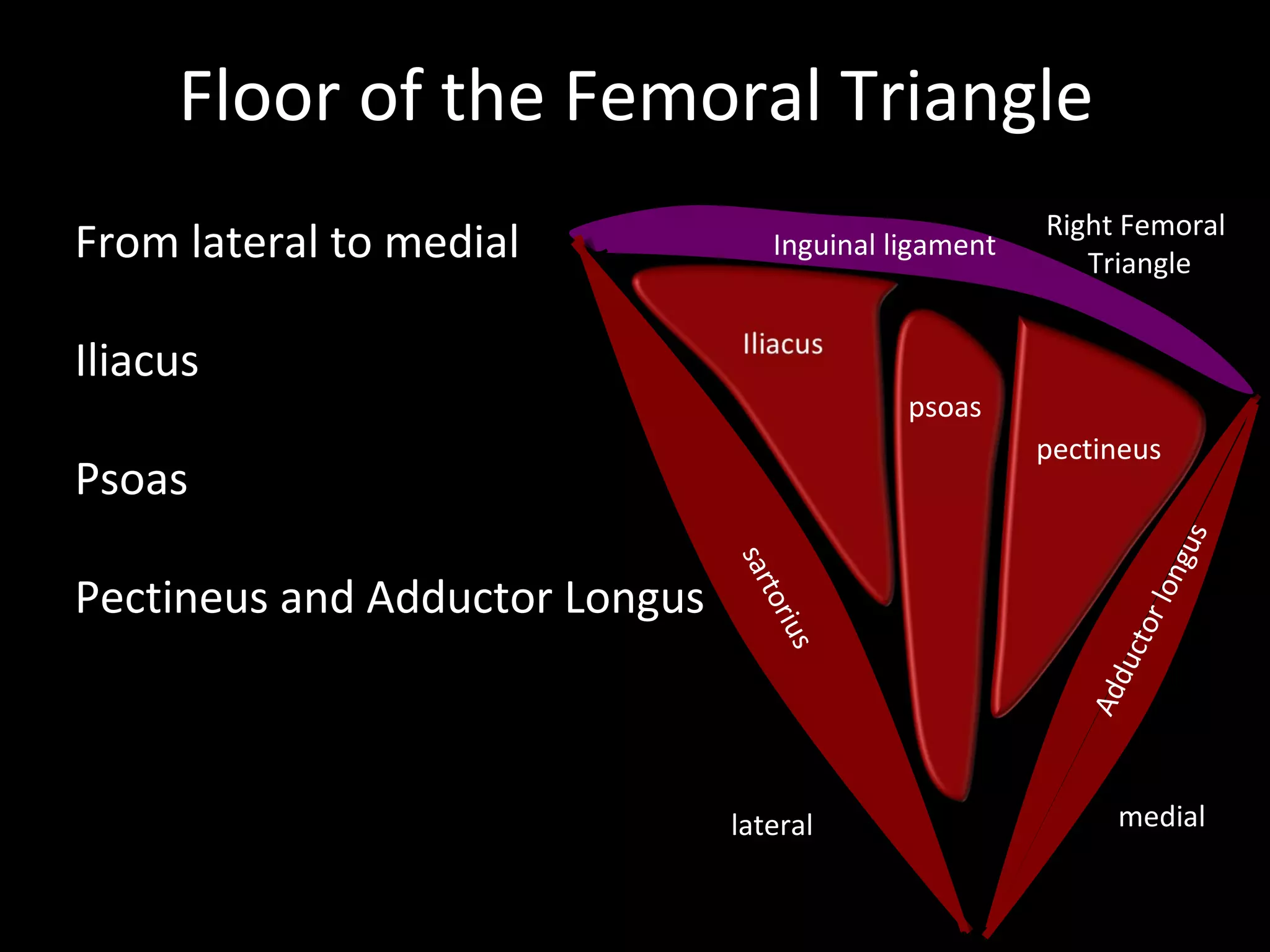 Slideshow: Femoral Triangle | PPT