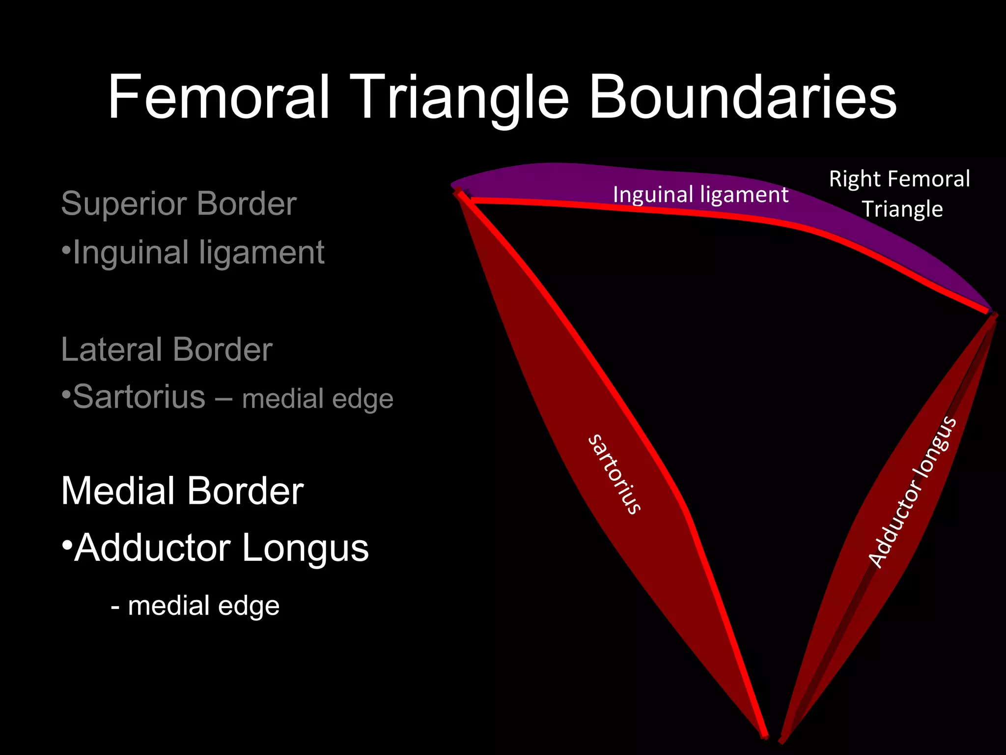 Slideshow: Femoral Triangle | PPT
