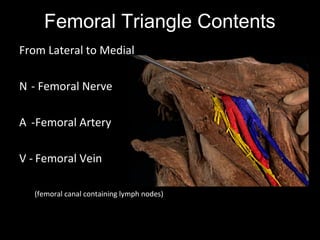 Slideshow: Femoral Triangle | PPT