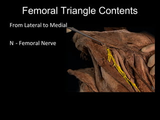 Slideshow: Femoral Triangle | PPT