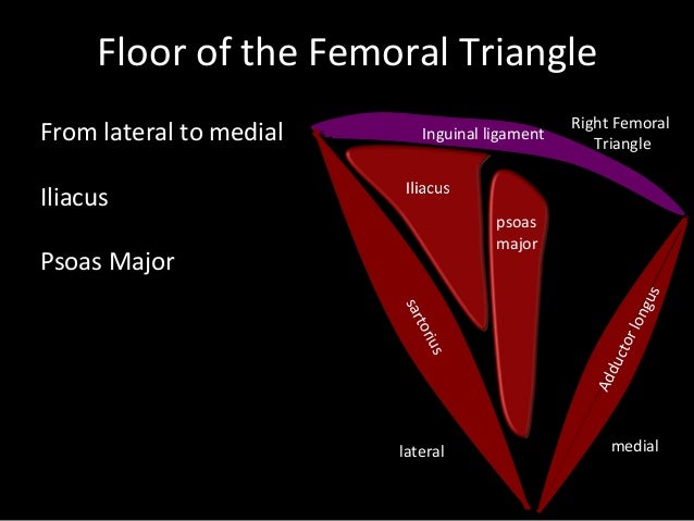 Femoral Triangle Floor Frontal And The Medial Compartments Of Thigh