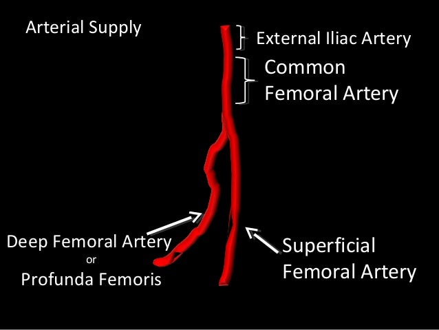 Slideshow: Femoral Triangle