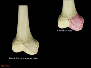 Medial Epicondyle Of Femur