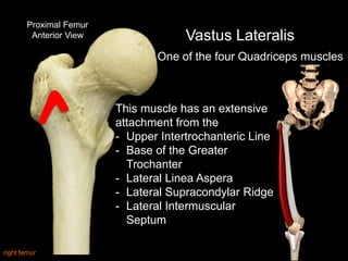 Femur Muscle Attachments