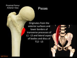 Proximal Femur Anatomy