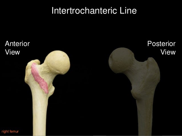 Intertrochanteric Line Of Femur