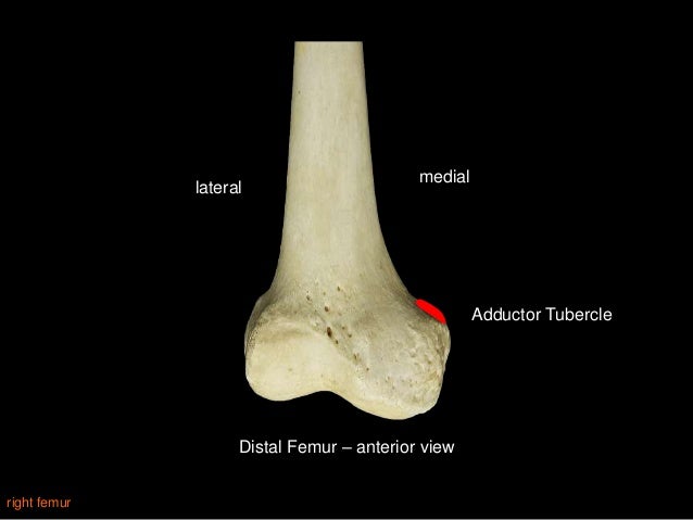 Slideshow: Femur