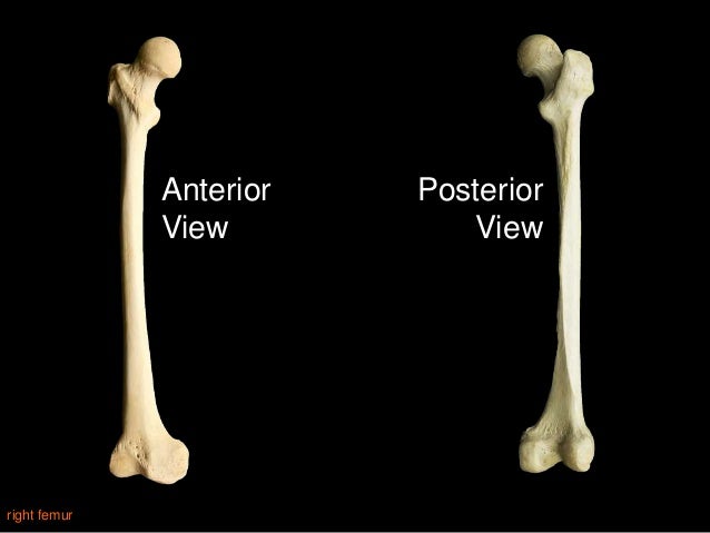 Slideshow: Femur