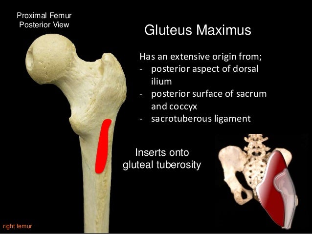 Slideshow: Femur