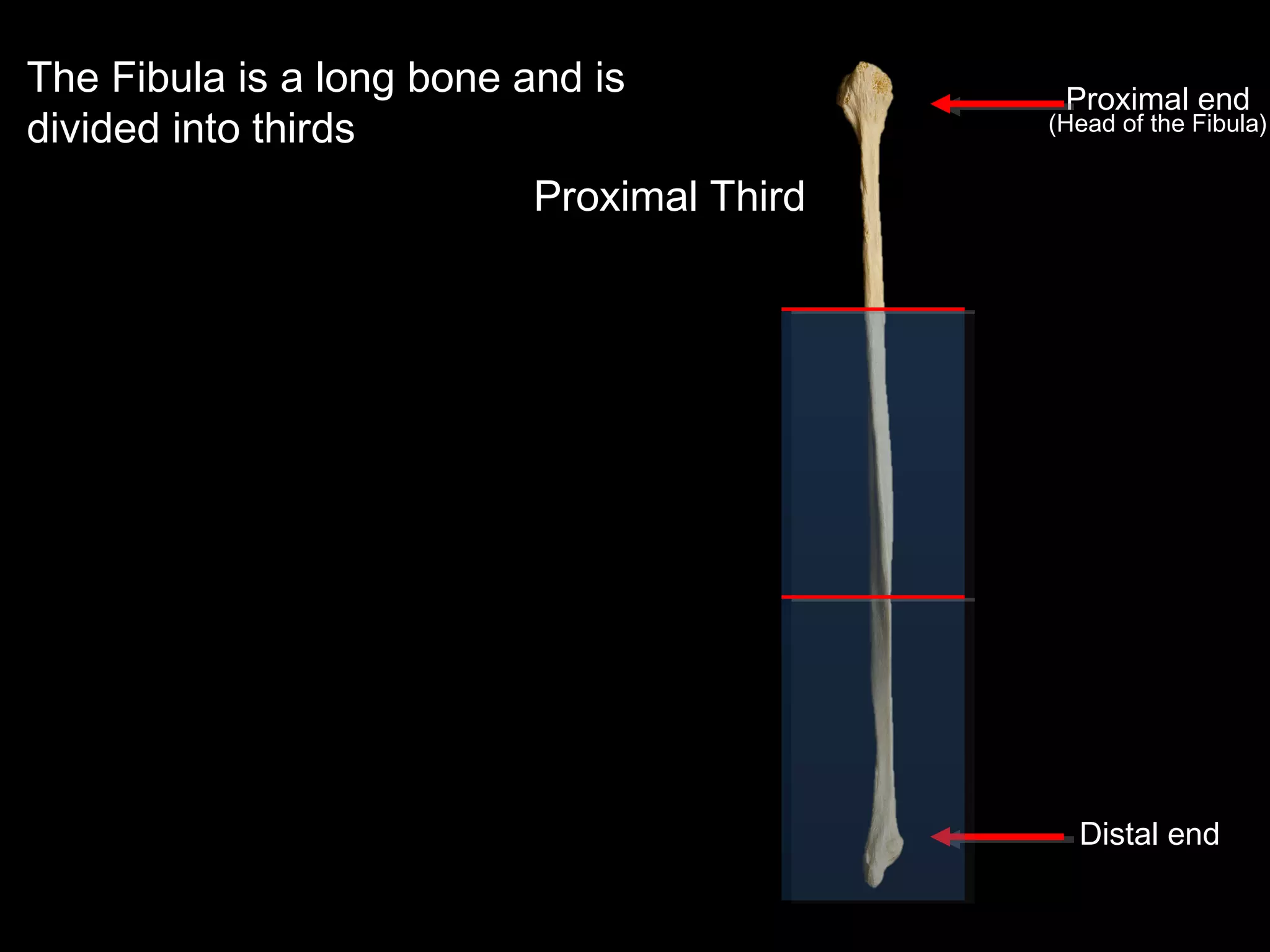 Slideshow: Fibula | PPT