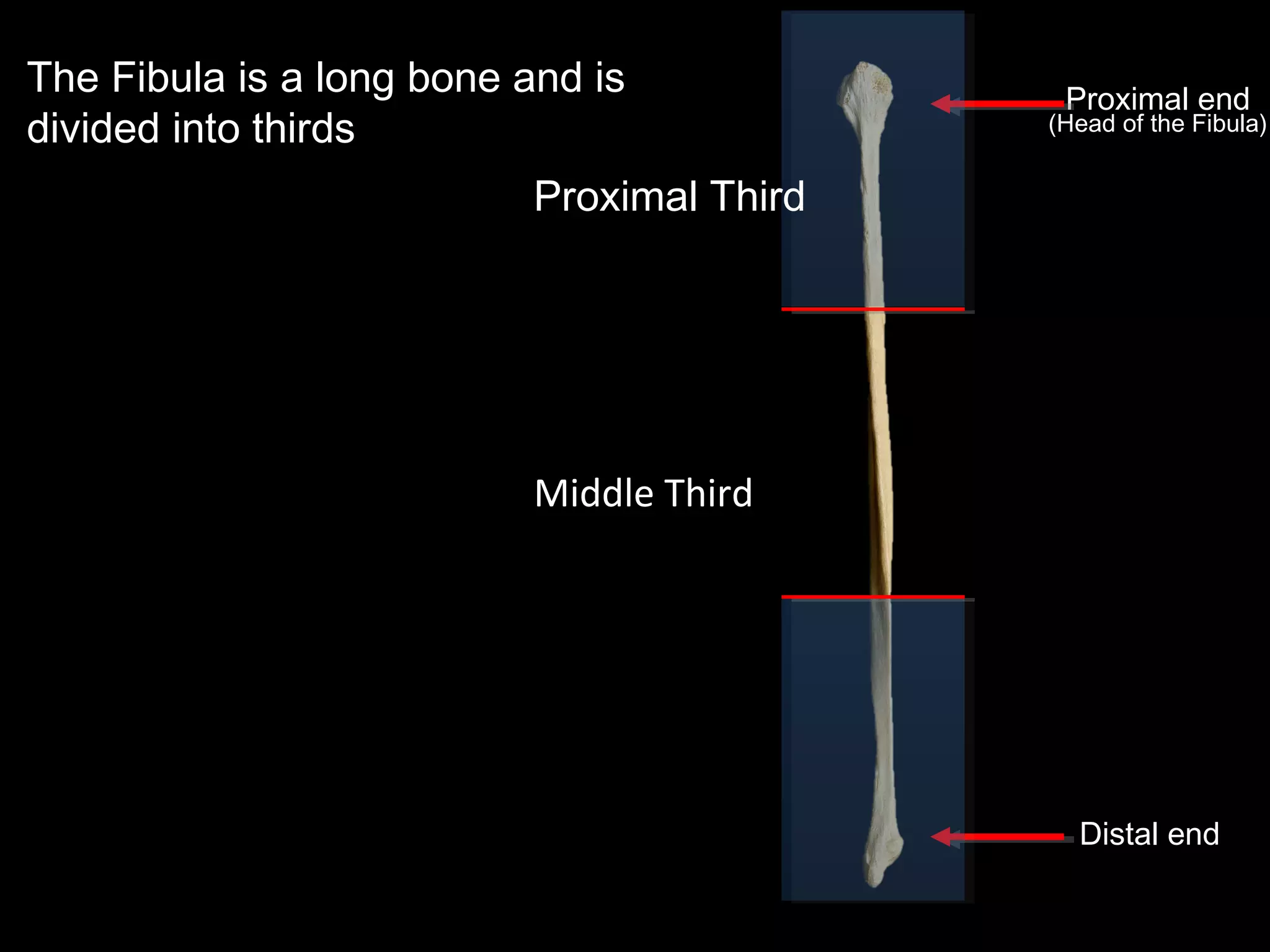 Slideshow: Fibula | PPT