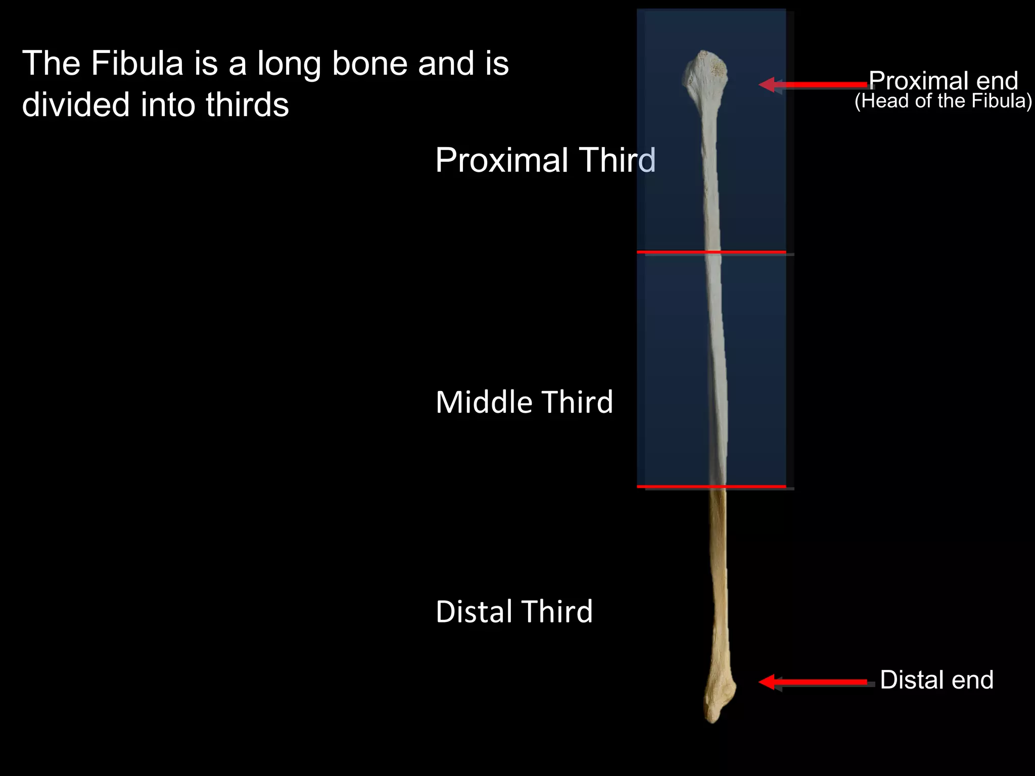 Slideshow: Fibula | PPT