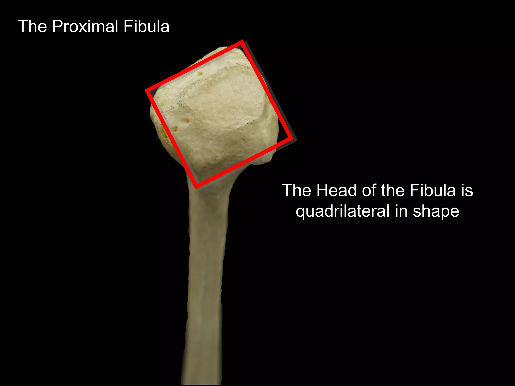 Slideshow: Fibula | PPT