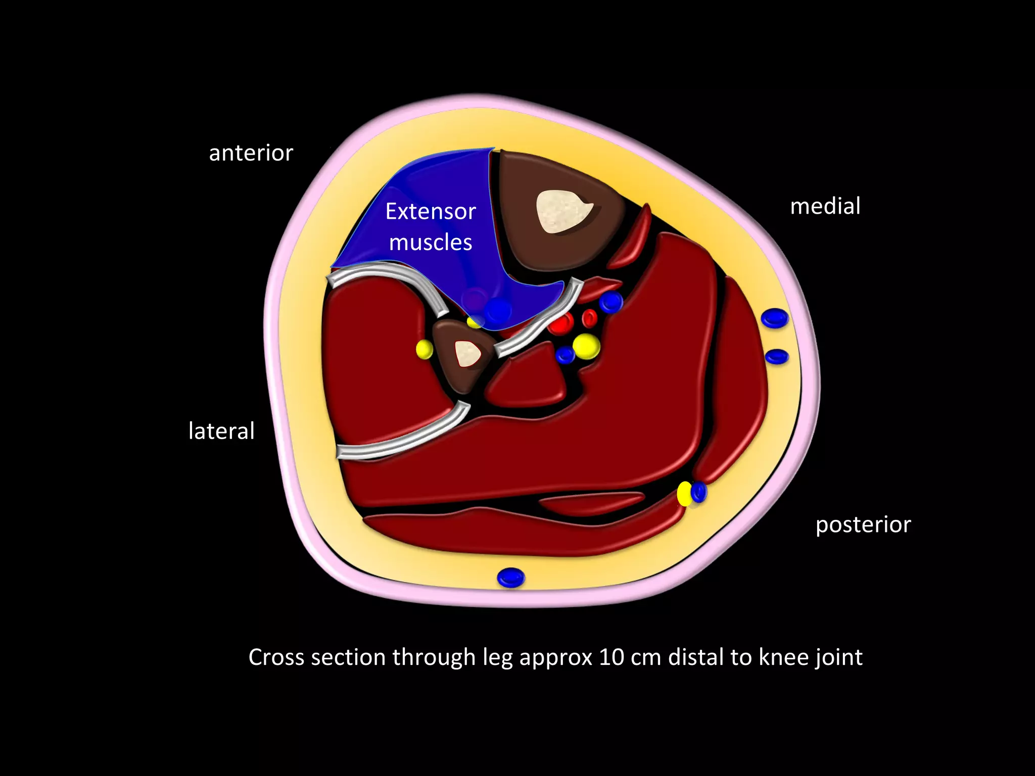 Slideshow: Fibula | PPT