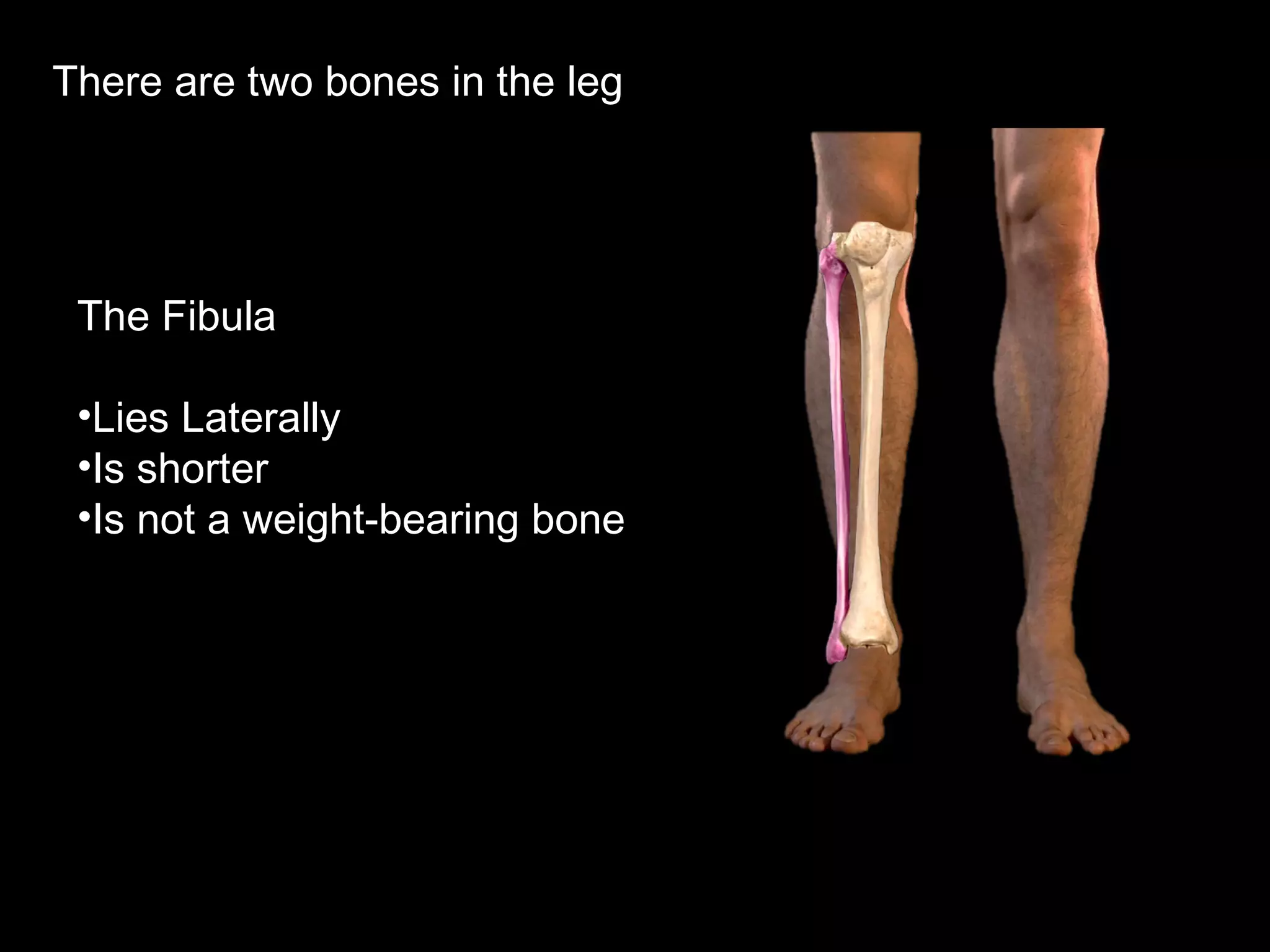 Slideshow: Fibula | PPT