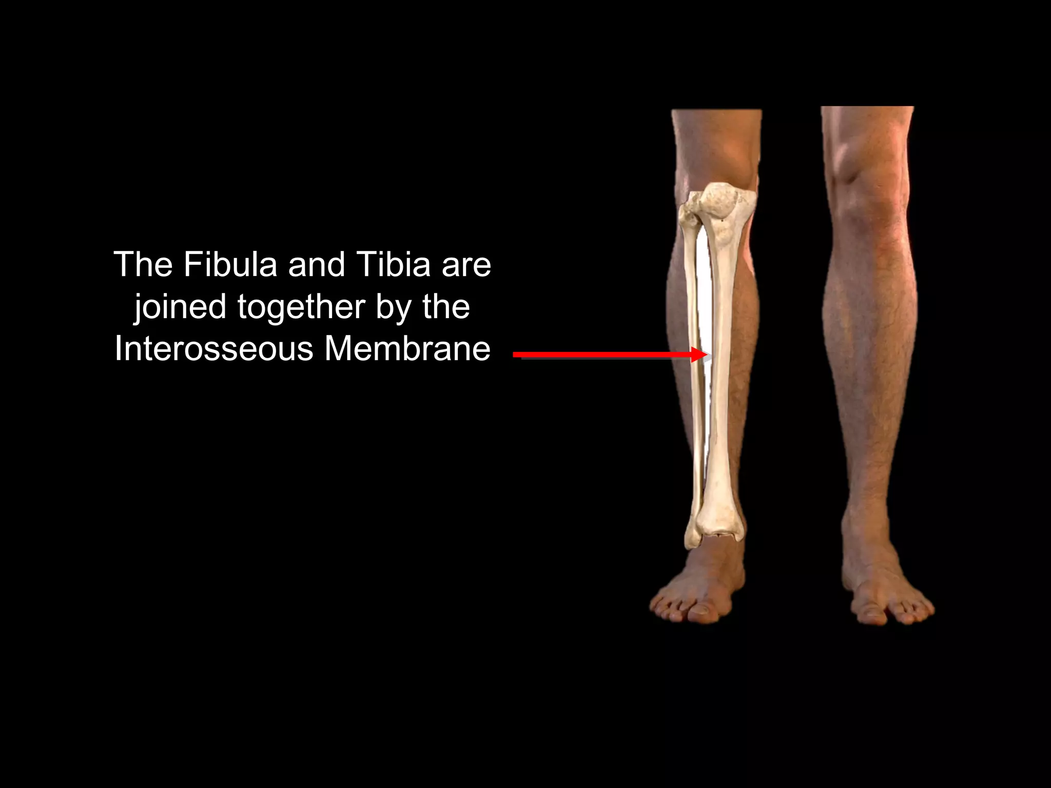 Slideshow: Fibula | PPT
