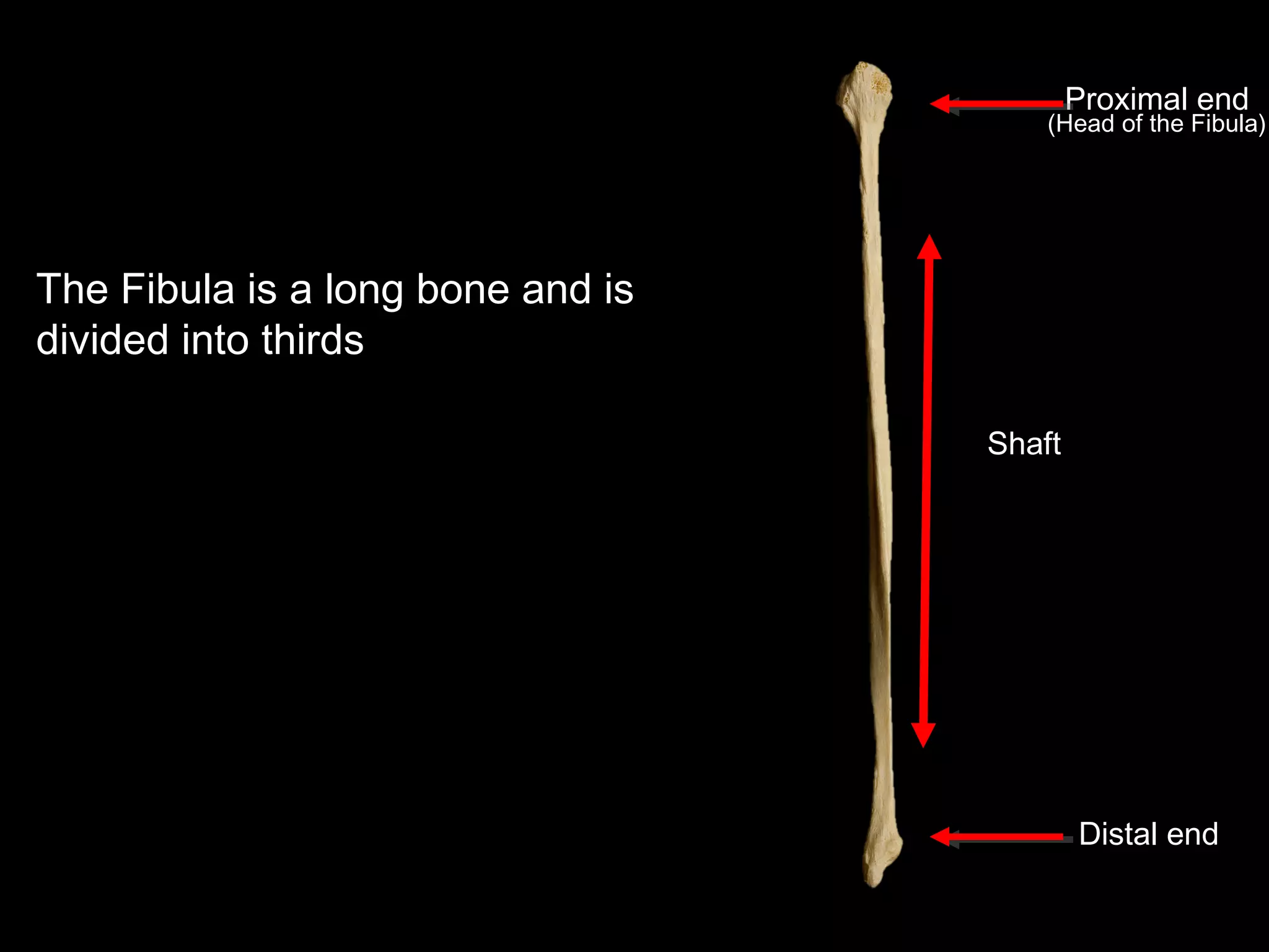 Slideshow: Fibula | PPT