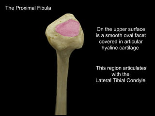 Fibular Facet