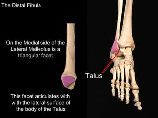 Fibular Facet