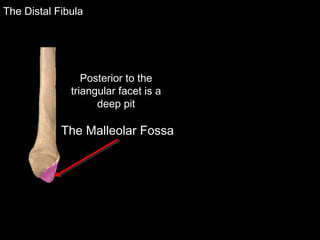 Fibular Facet