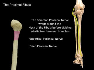 Styloid Process Of Fibula