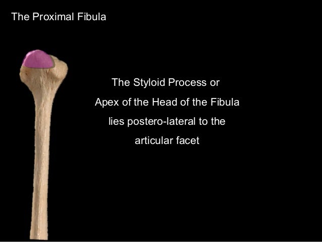 Styloid Process Of Tibia