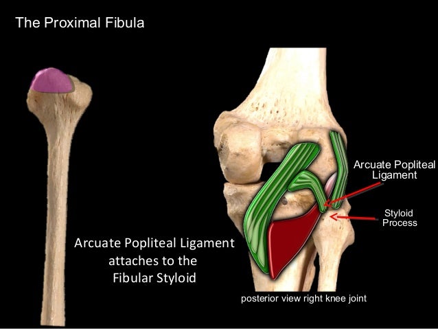 Slideshow: Fibula