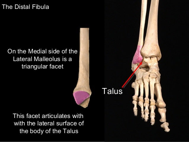 Slideshow: Fibula