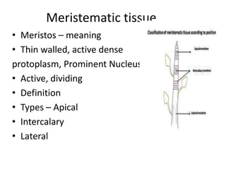 Ch 5-anatomy-flowering-plants | PPTX | Gardening | Home & Garden