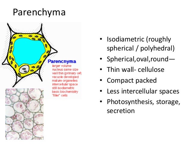Ch 5-anatomy-flowering-plants