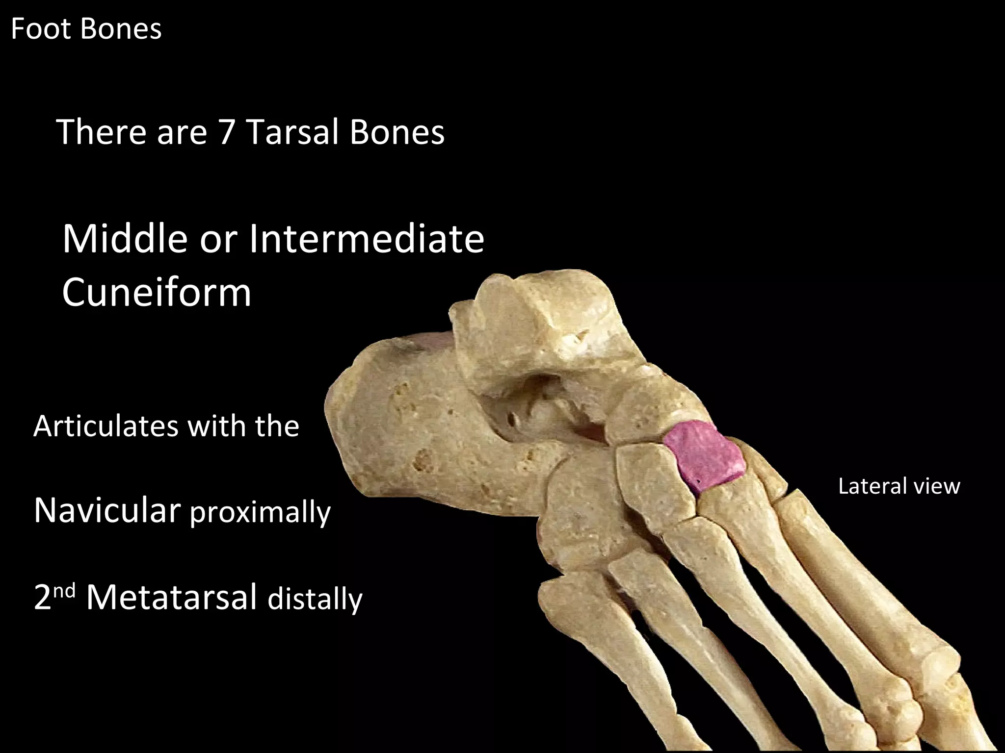 Slideshow: Foot Bones | PPT