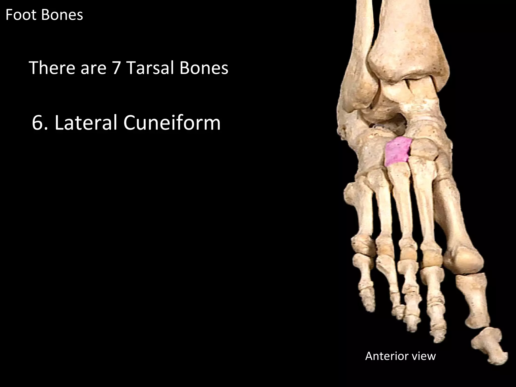 Slideshow: Foot Bones | PPT