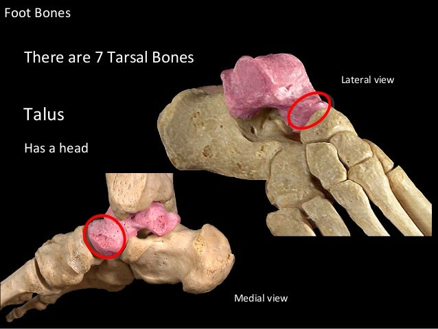 Slideshow: Foot Bones