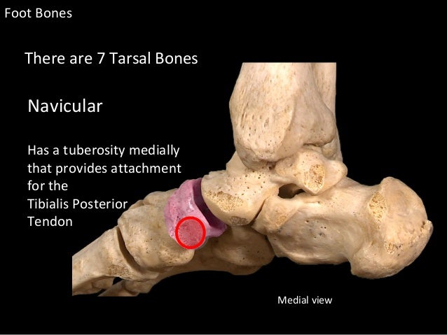 Slideshow: Foot Bones