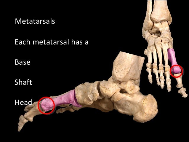 Slideshow: Foot Bones