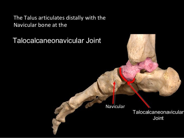 Slideshow: Foot Bones