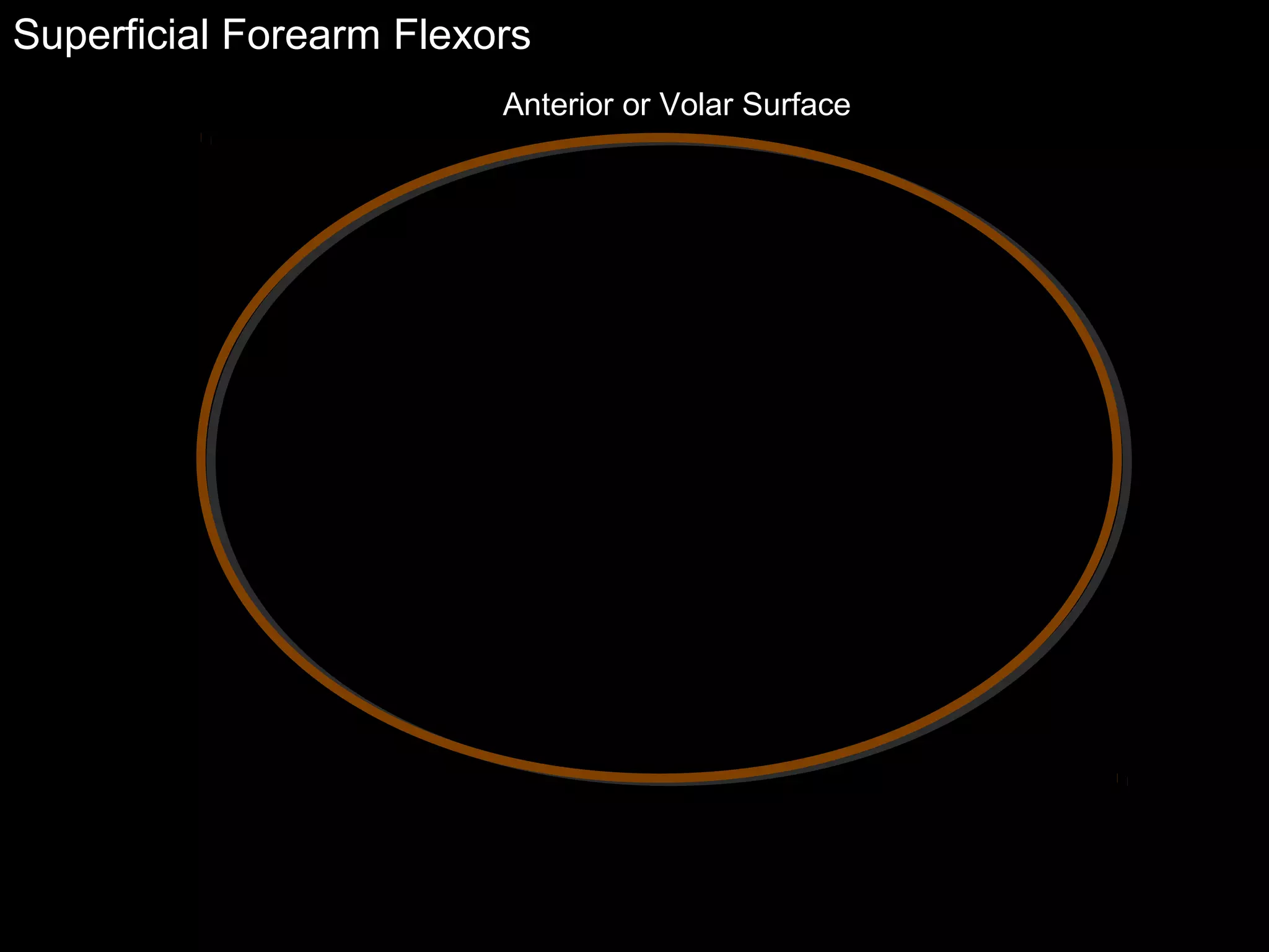 Funky Professor forearm superficial flexors | PPT