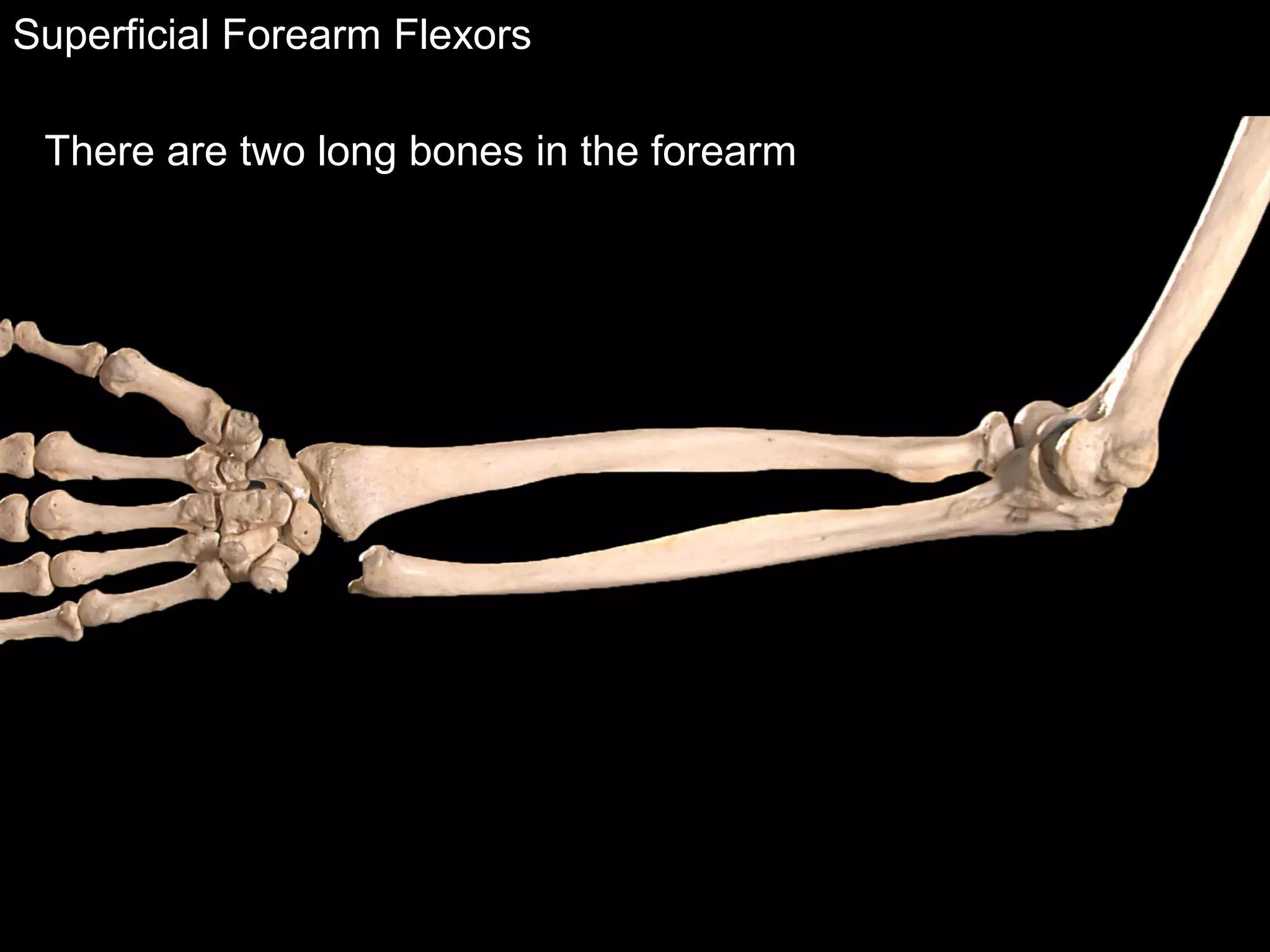 Funky Professor Forearm Superficial Flexors Ppt