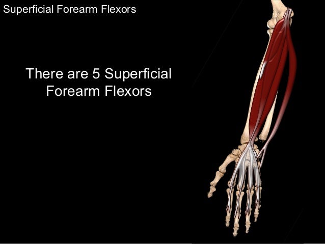 Funky Professor forearm superficial flexors