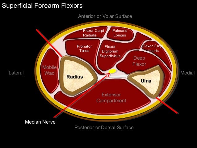 Funky Professor forearm superficial flexors