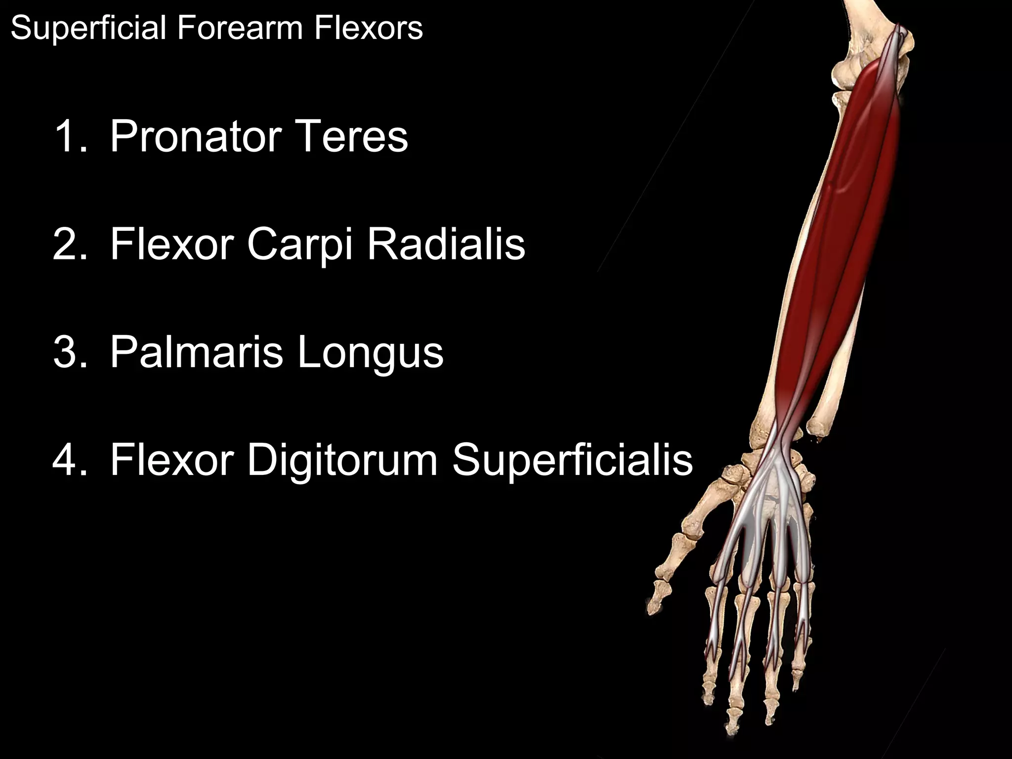 Slideshow: Forearm Superficial Flexors | PPT