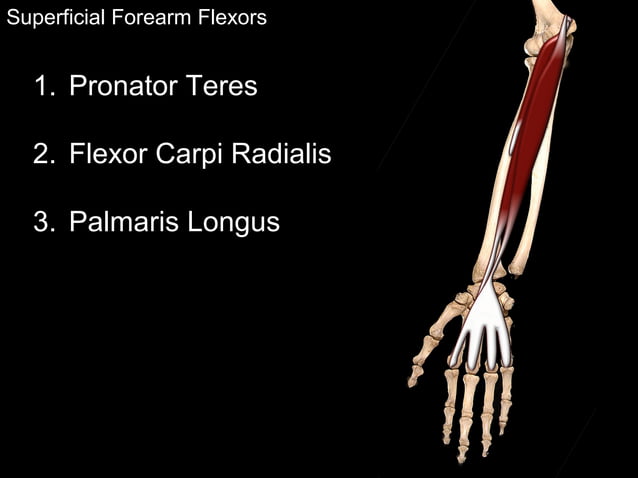 Slideshow: Forearm Superficial Flexors | PPT