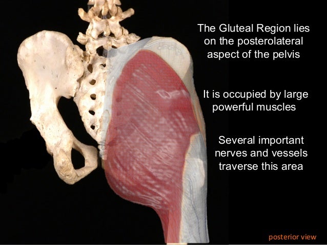 Slideshow: Gluteal Region