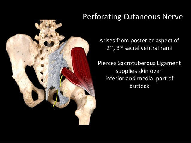 Slideshow: Gluteal Region