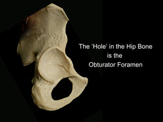 Slideshow: Hip Bone | PPT